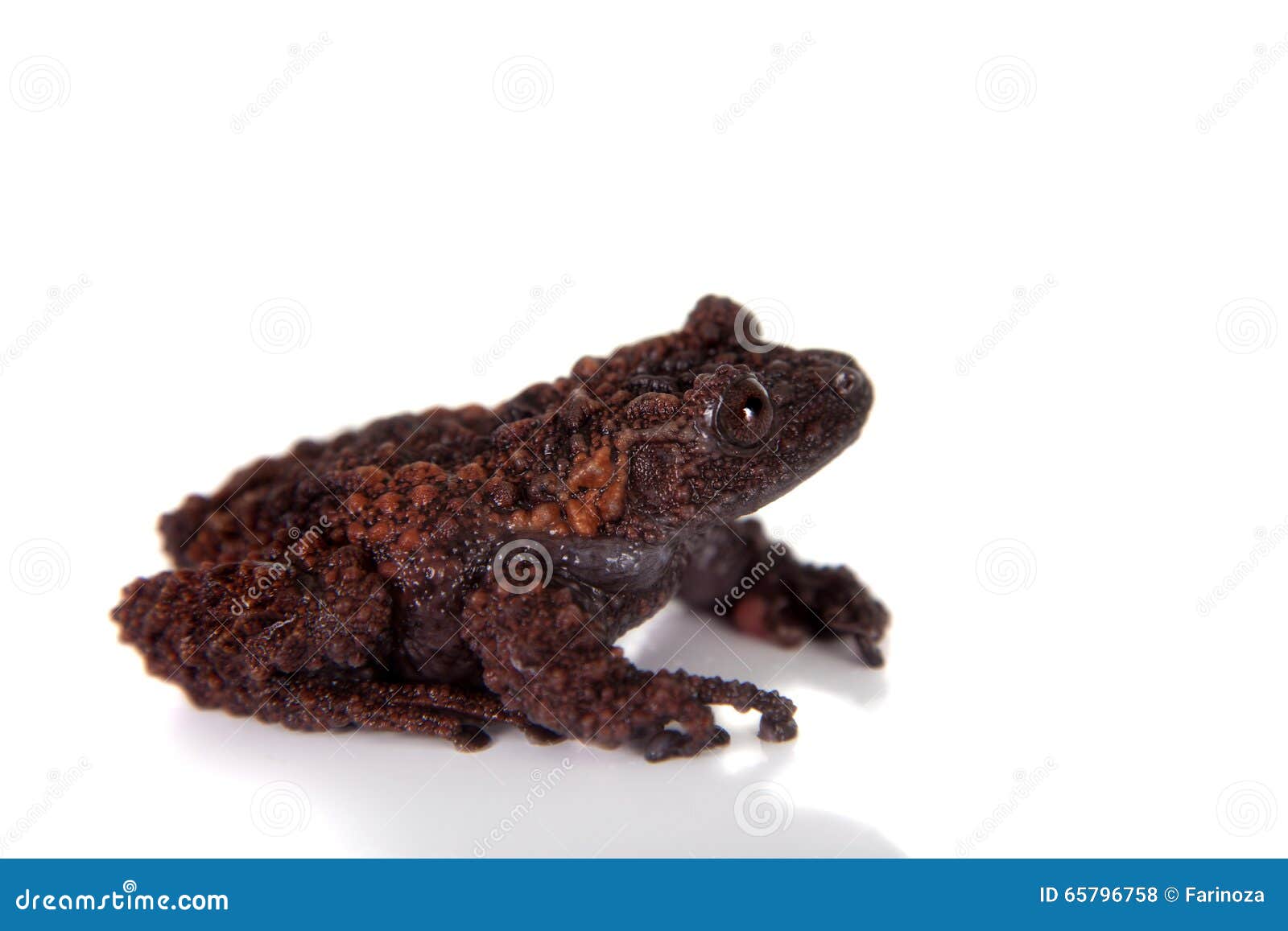 Gordons Mossy Frog, Theloderma Gordoni, on White Stock Photo - Image of ...