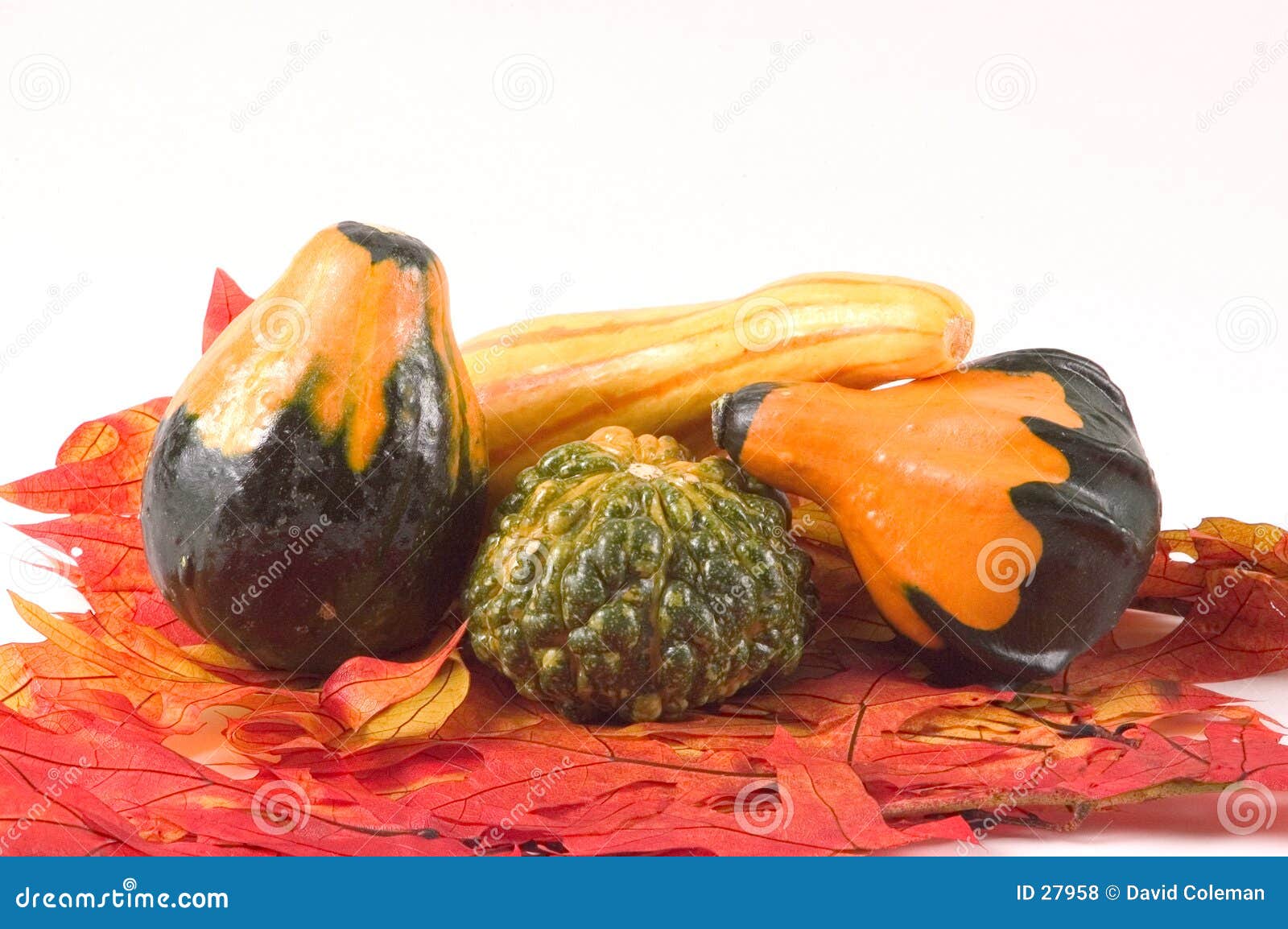 Gords on fall Leaves stock photo. Image of green, leaves - 27958