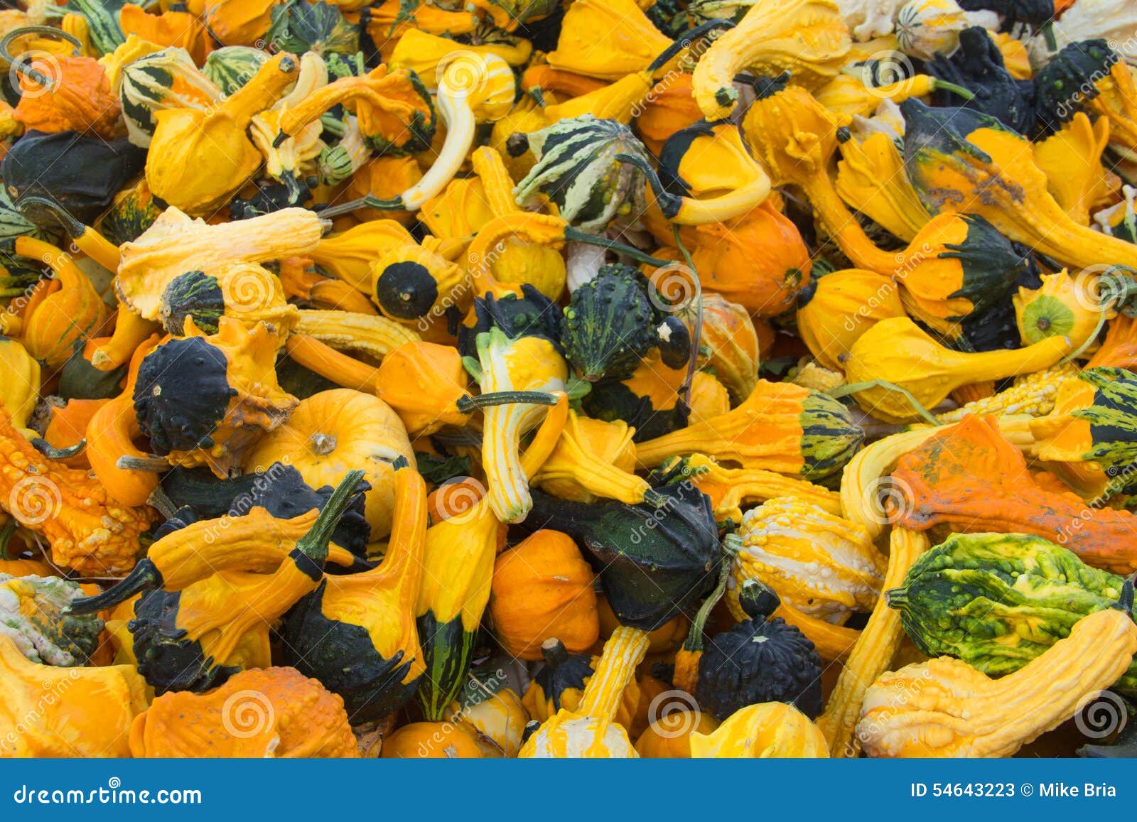 Gords stock image. Image of yellow, autumn, gord, orange - 54643223