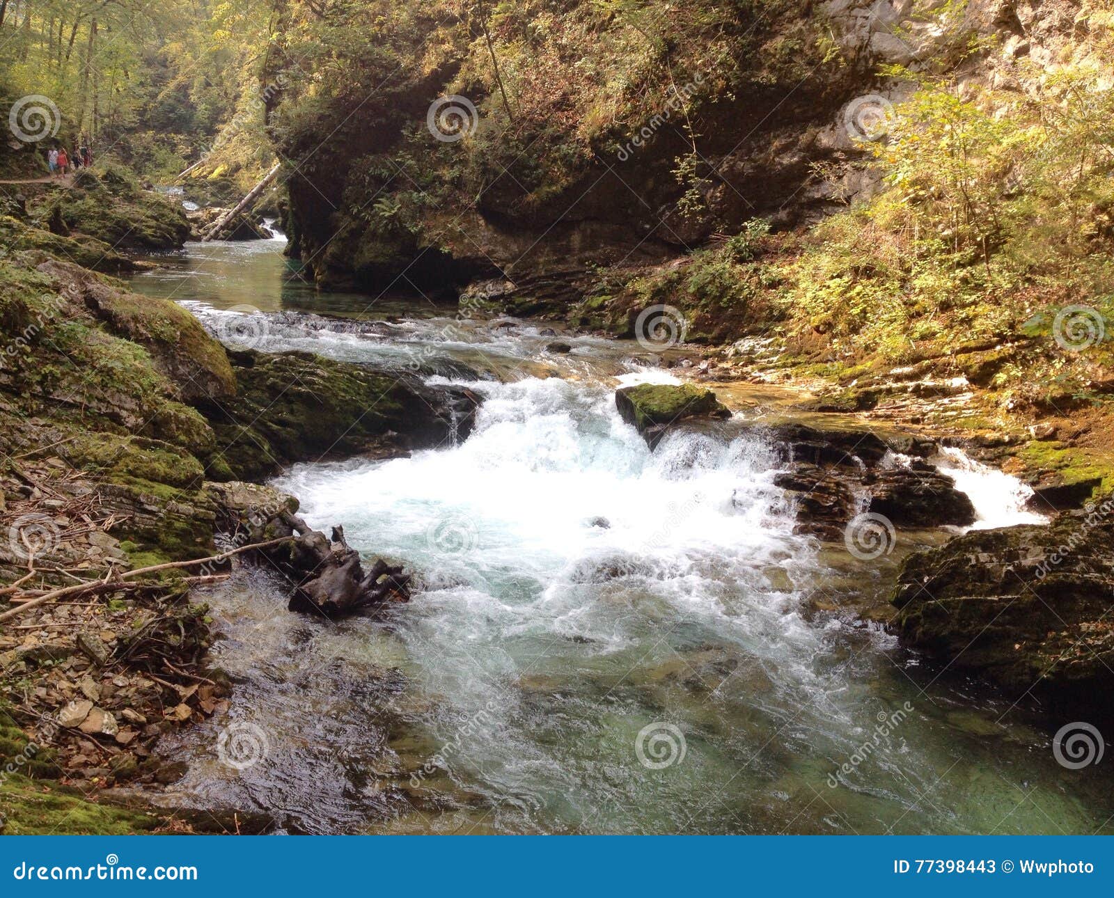 Gorge de Vintgar image stock. Image du fleuve, slovénie - 77398443