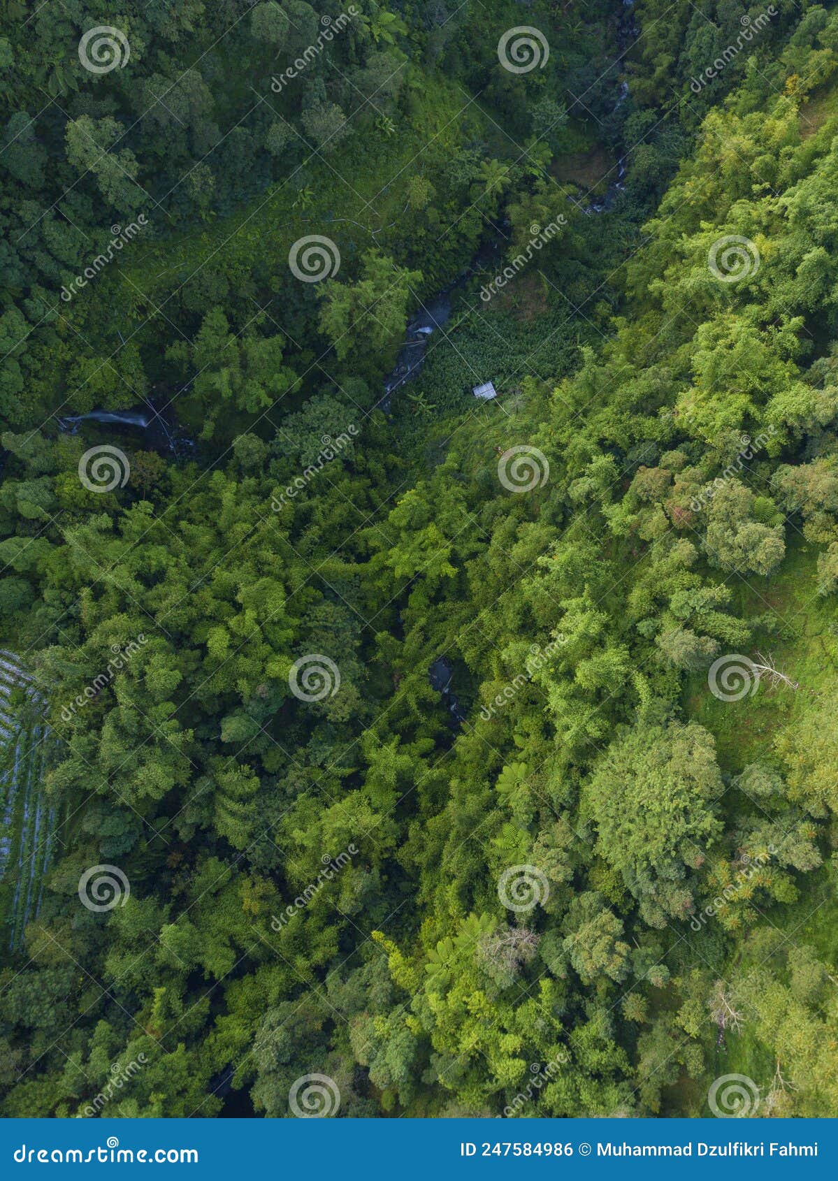 A Gorge Overgrown with Dense Trees with a River Flowing at the Bottom ...