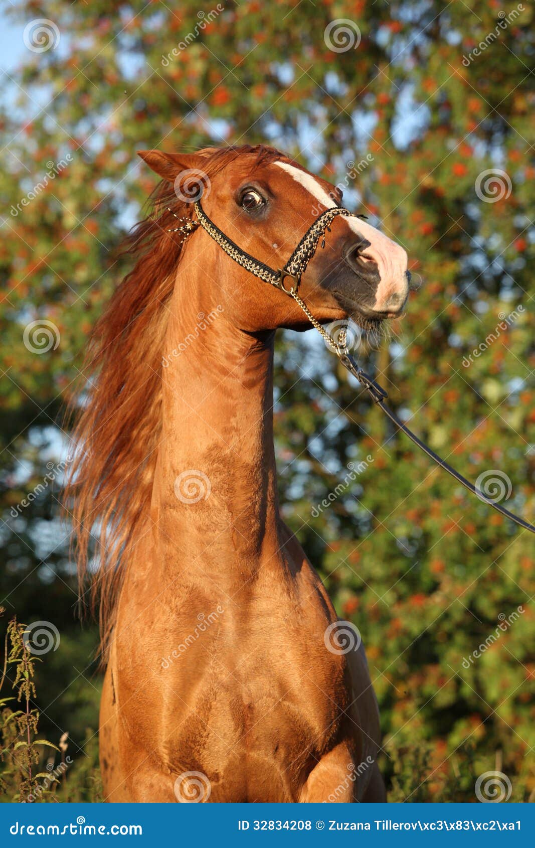 Gorgeous Arabian Horse Prancing in the Evening Stock Photo - Image of ...