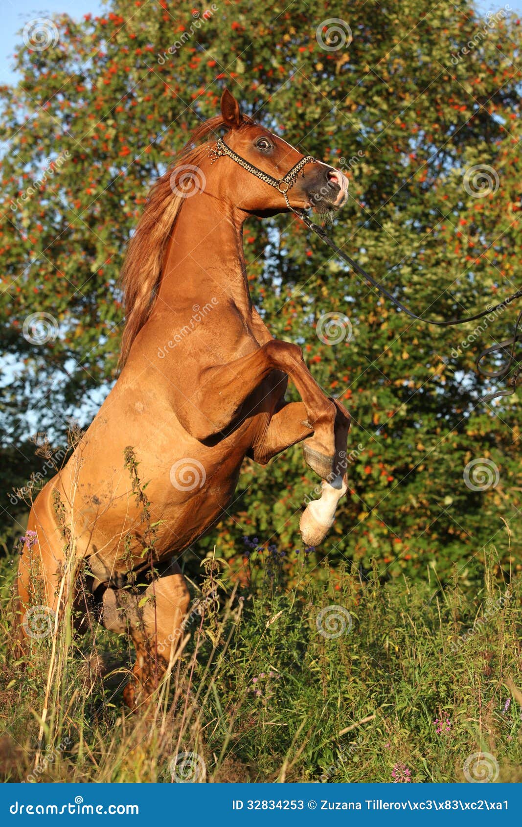 Gorgeous Arabian Horse Prancing in the Evening Stock Image - Image of ...