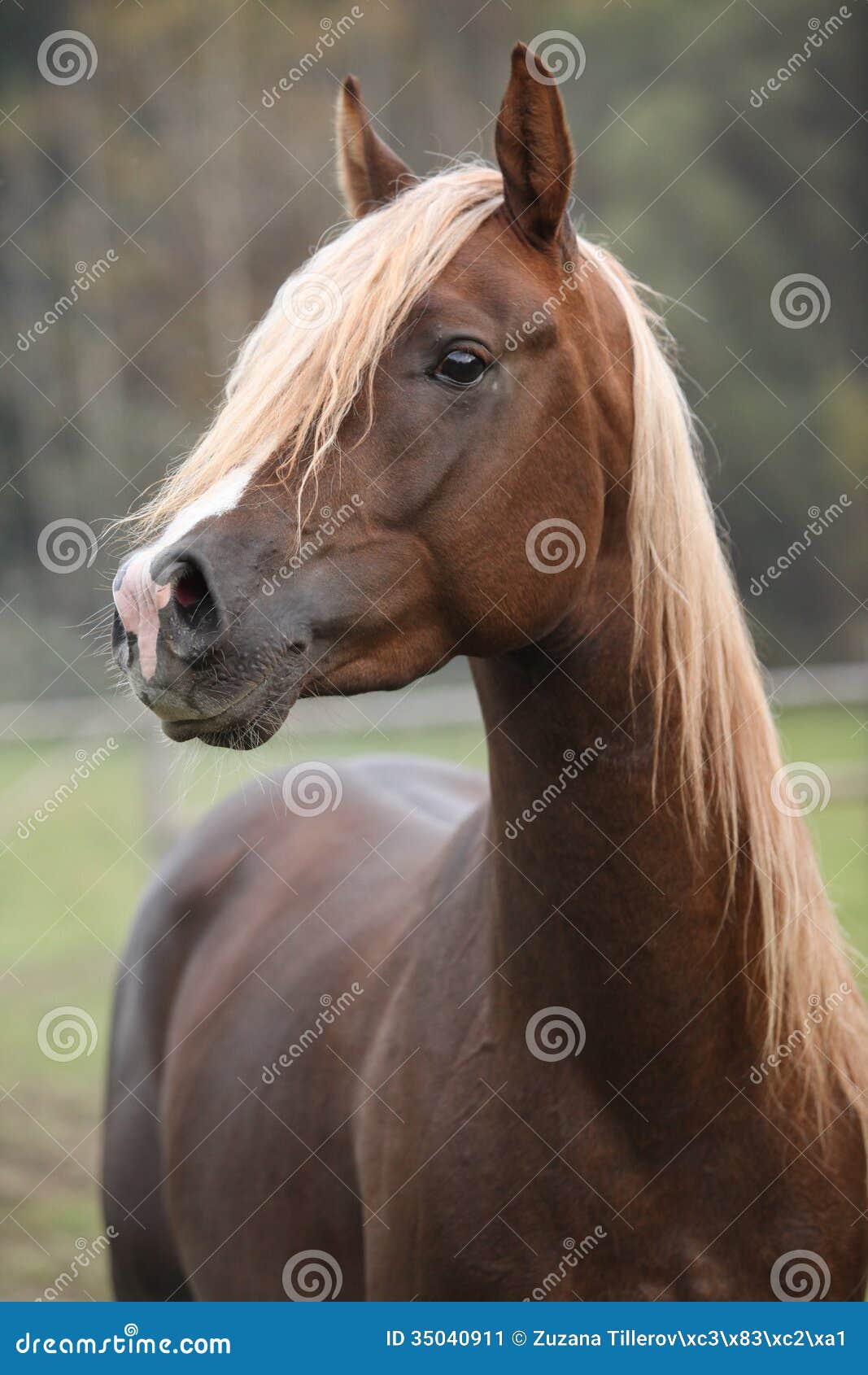 Gorgeous Arabian Stallion with Long Mane Stock Image - Image of ...