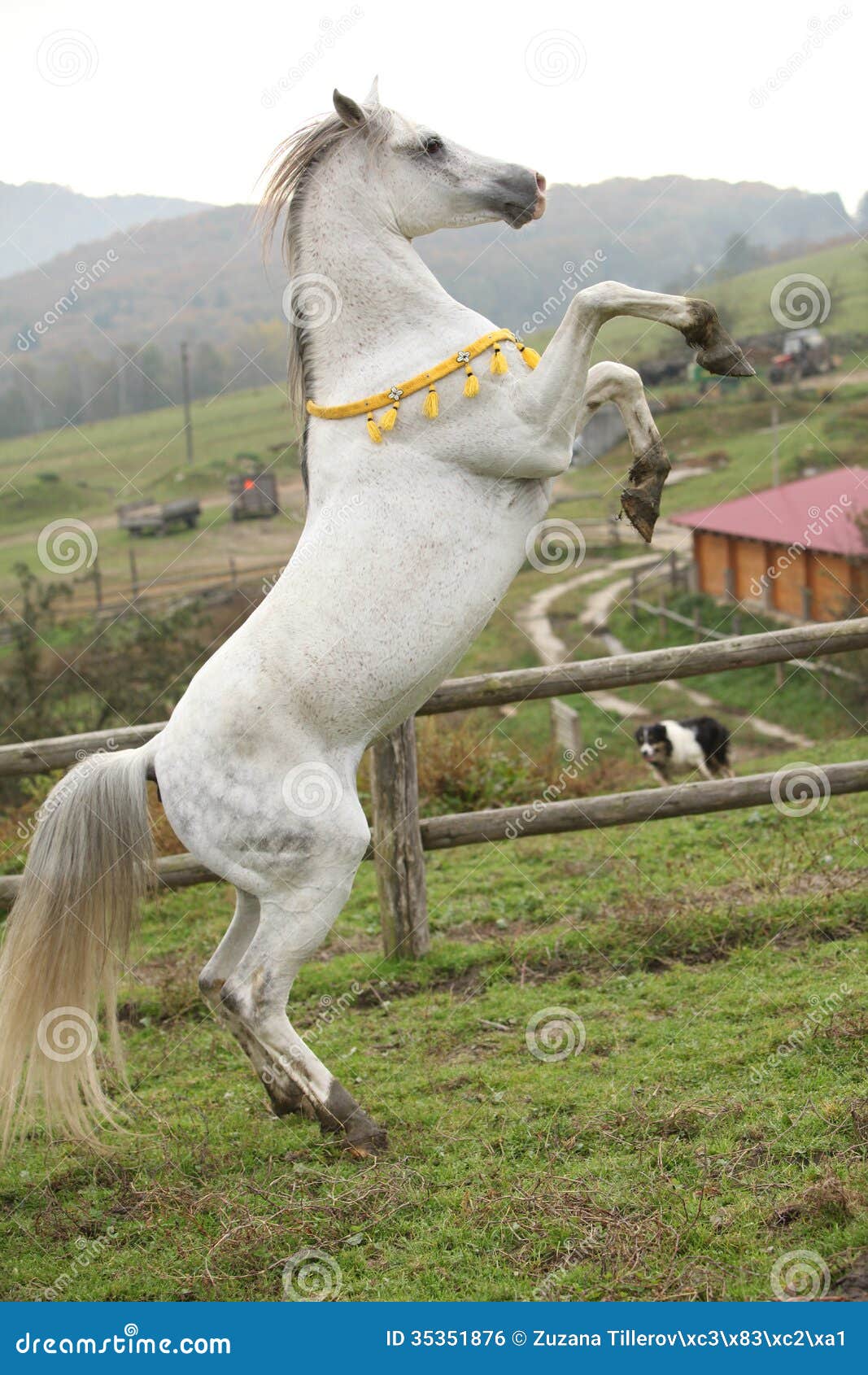 Gorgeous Arabian Stallion Prancing Stock Photo - Image of mare, rear ...