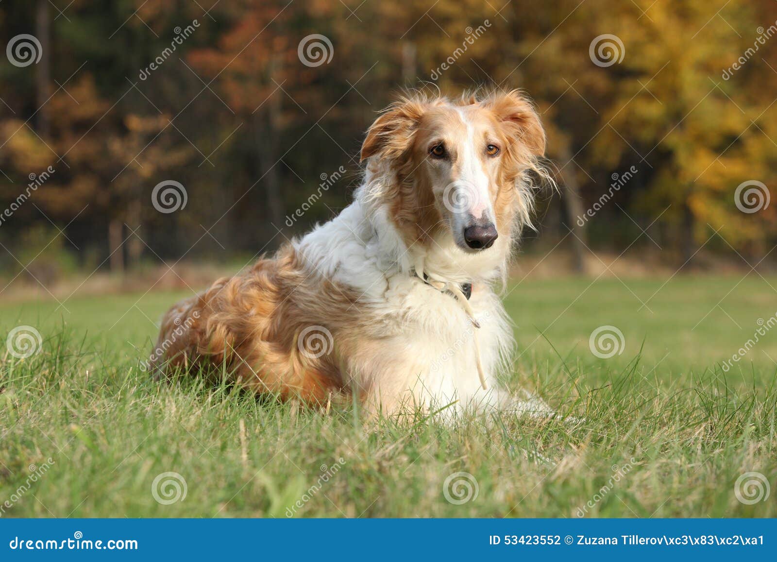 Gorgeous barzoi in autumn stock photo. Image of lying - 53423552