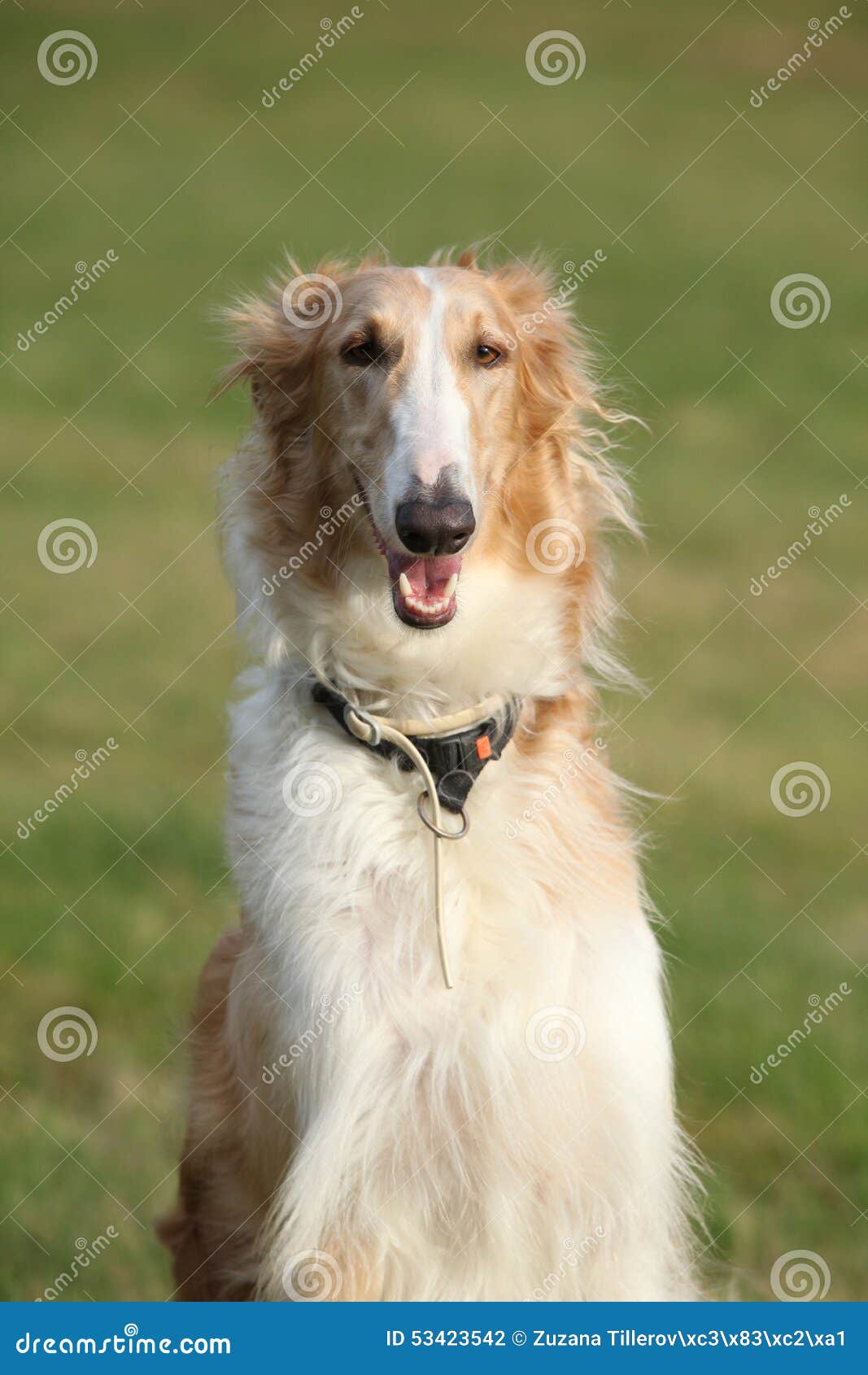 Gorgeous barzoi in autumn stock photo. Image of inaction - 53423542