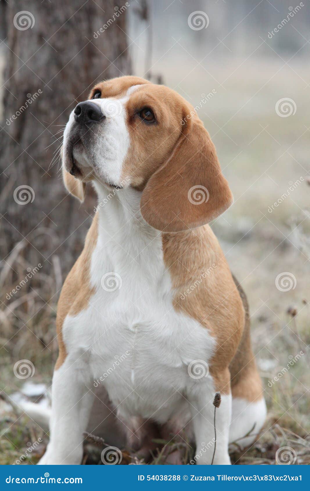 Gorgeous beagle looking stock photo. Image of peace, lovely - 54038288
