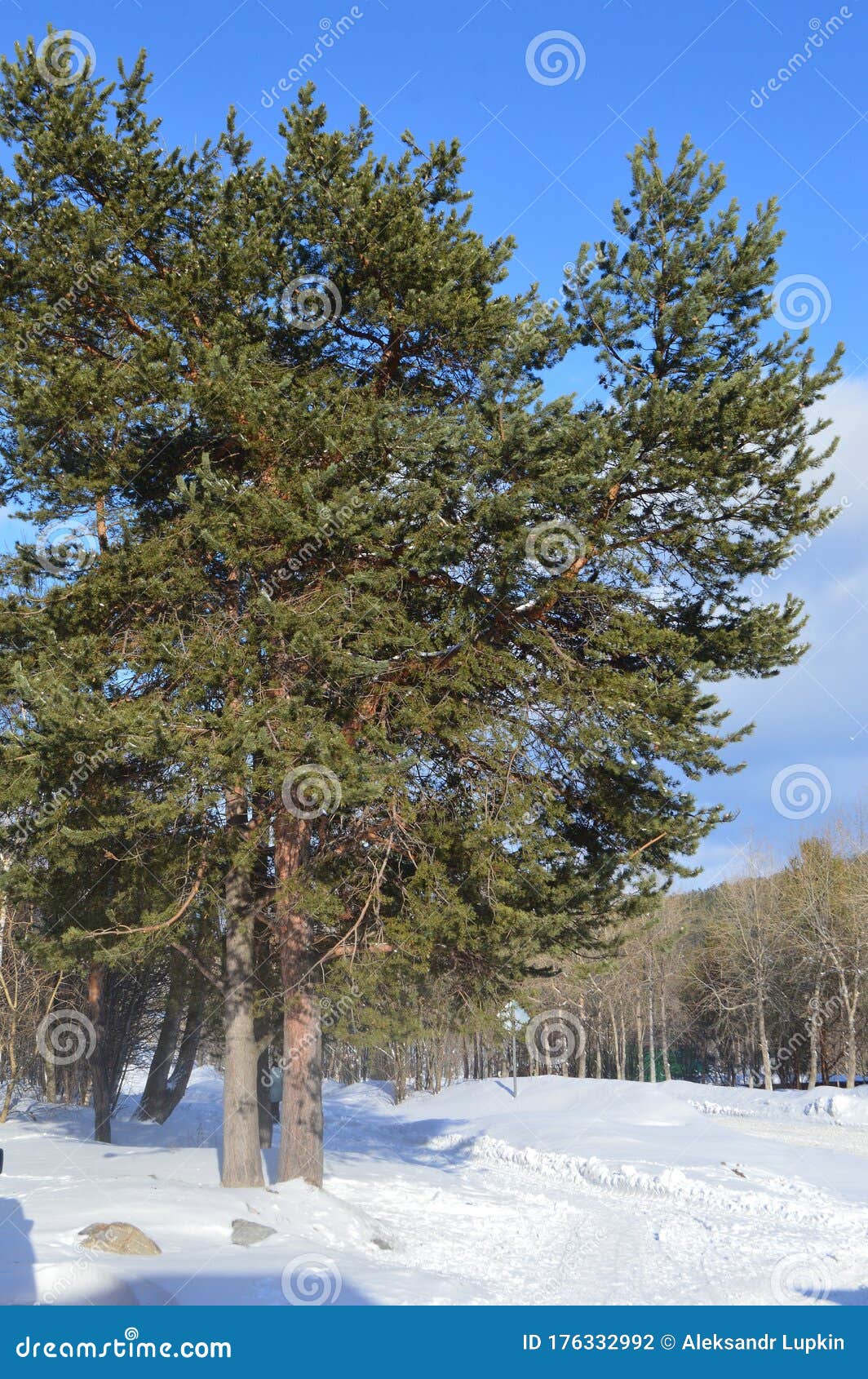 Gorgeous Beautiful Pine Tree on Sunny March Day Stock Photo - Image of ...