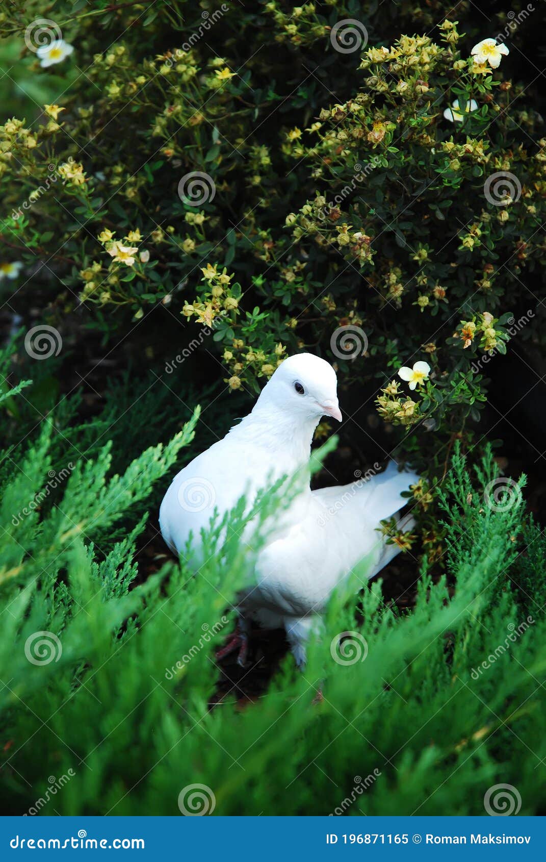 Beautiful White Dove Sitting on the Ground in Green Grass Bush Stock ... Beautiful White Dove Sitting on the Ground in Green Grass Bush Stock ...