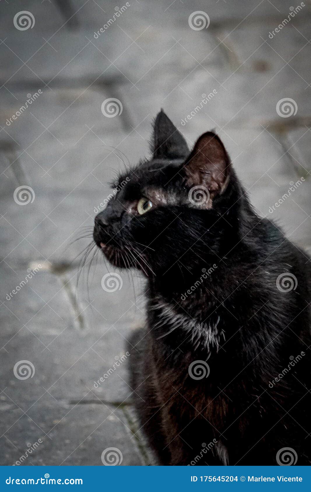 Gorgeous Black Cat Looking in Profile Stock Photo - Image of tint ...