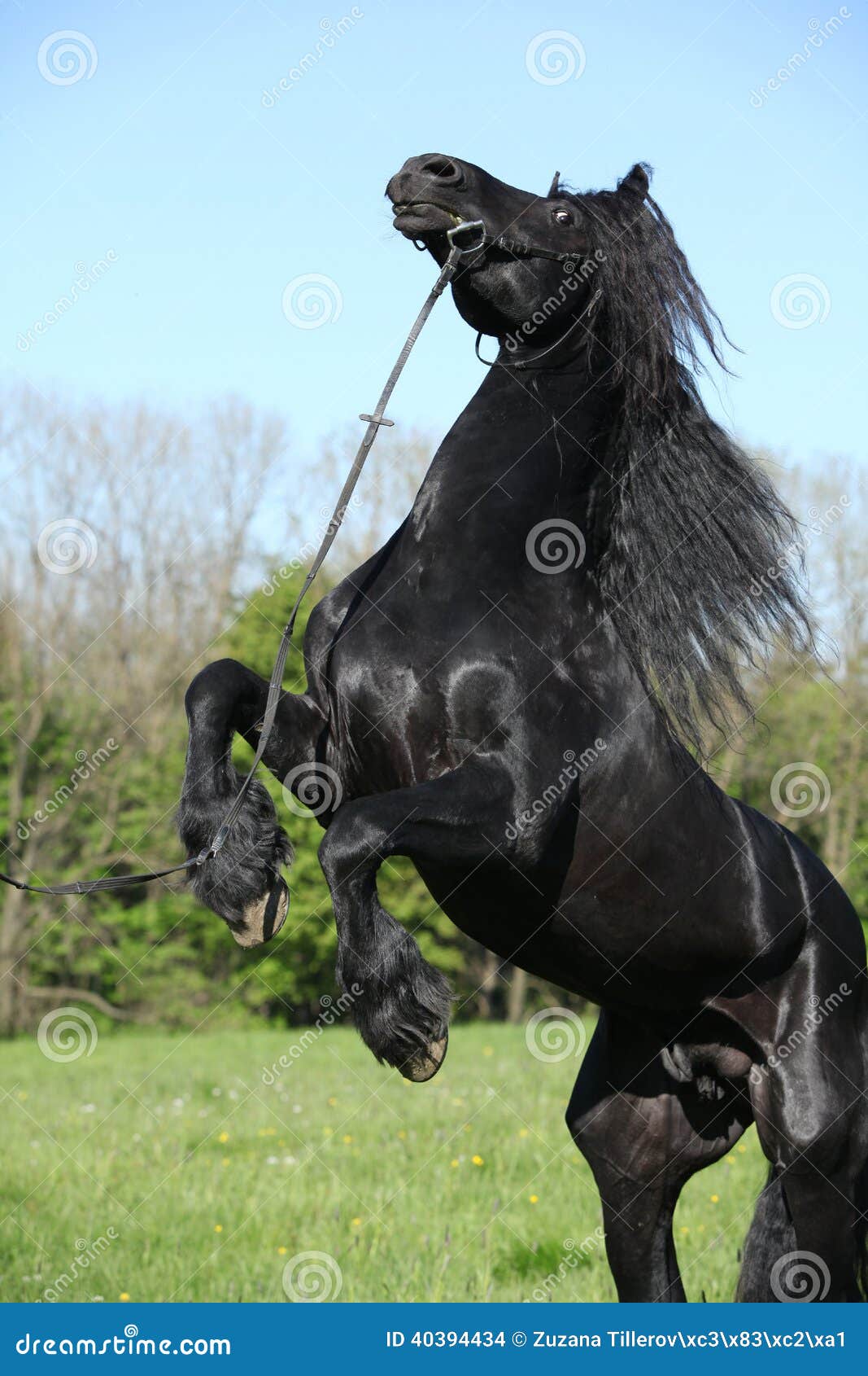 Gorgeous Black Stallion Prancing Stock Photo - Image of outside ...