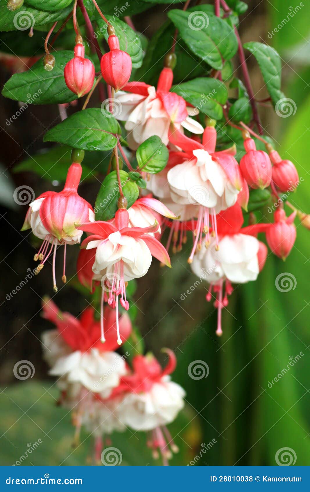 Gorgeous Blooming Fuchsia in Nature Stock Photo - Image of flores ...