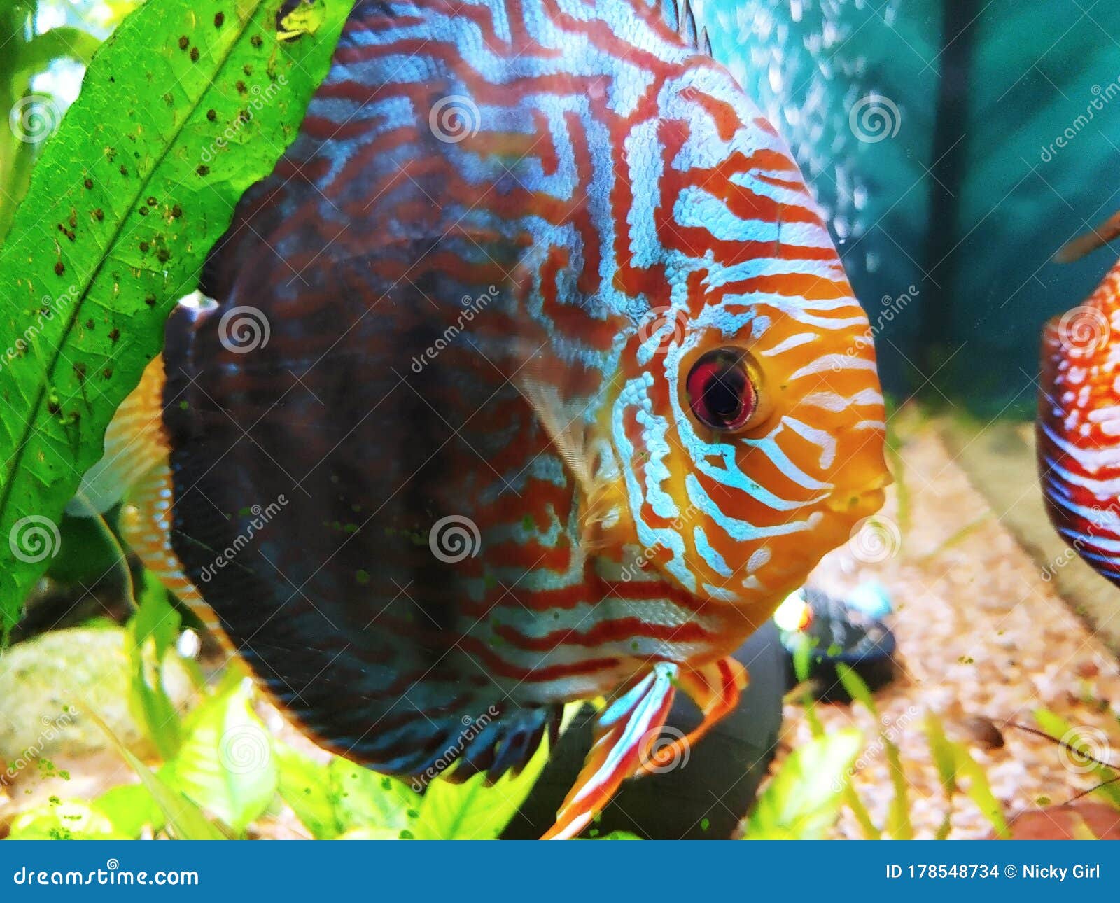 Gorgeous blue fish stock photo. Image of invertebrate - 178548734