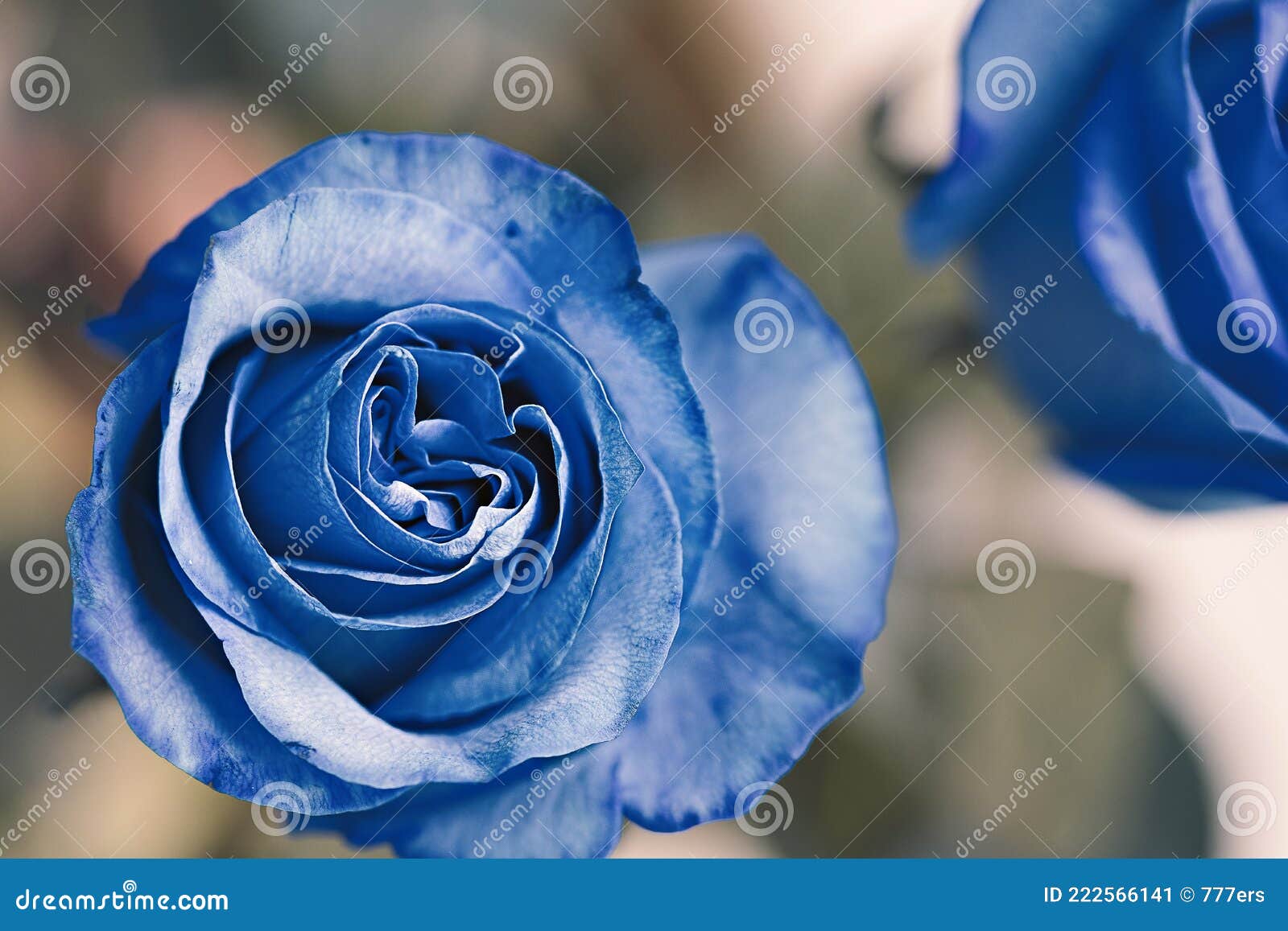 Gorgeous Blue Rose on a Light Background Stock Image - Image of blue ...