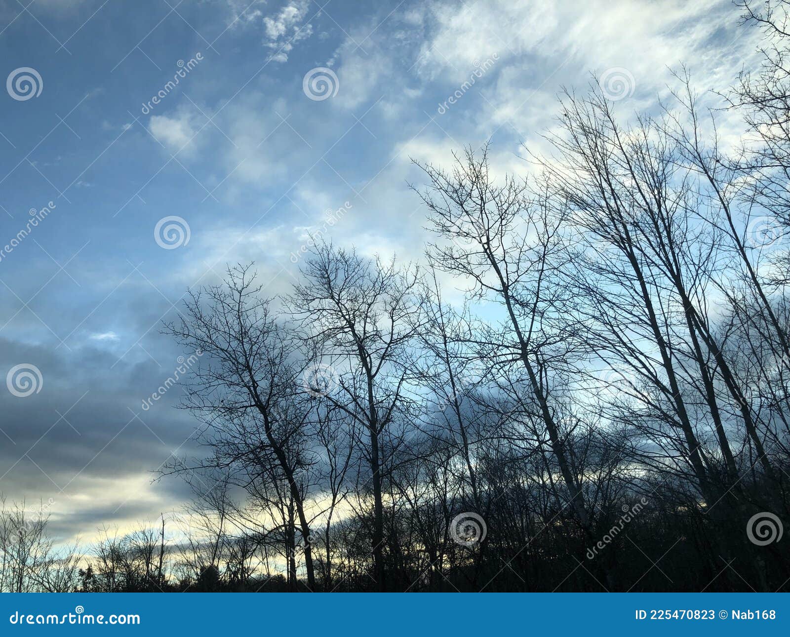 Tall Spindly Pine Trees In A Coniferous Forest Stock Photo ...
