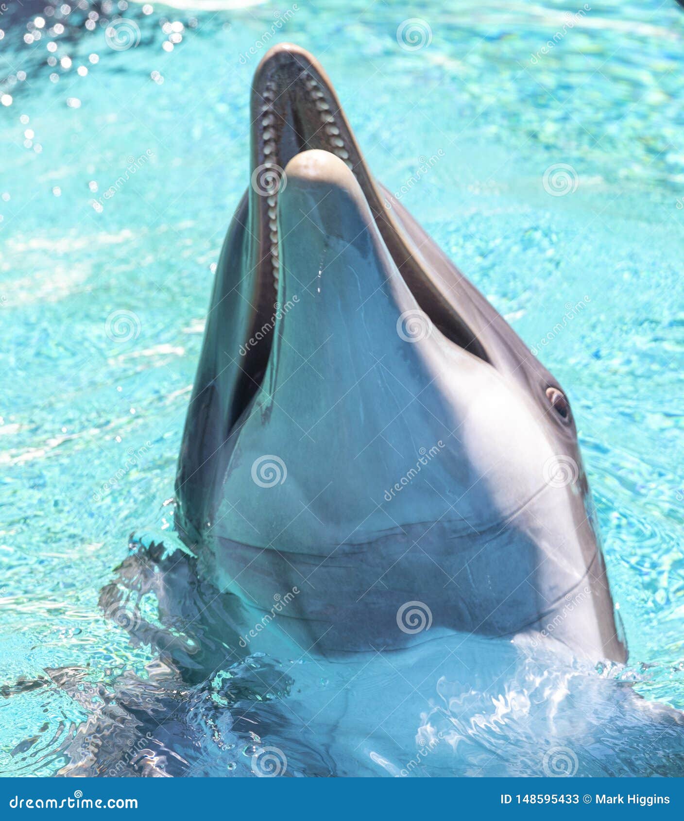Gorgeous Bottle Nosed Dolphin Stock Image - Image of bottle, dive ...