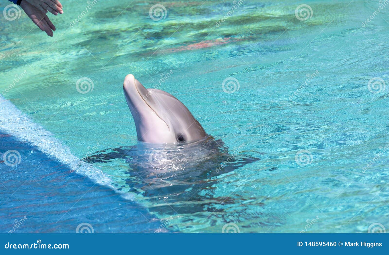 Gorgeous Bottle Nosed Dolphin Stock Photo - Image of blue, bottlenose ...
