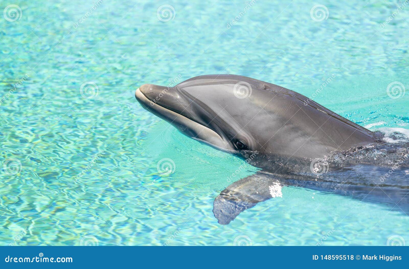 Gorgeous Bottle Nosed Dolphin Stock Photo - Image of marine, nature ...