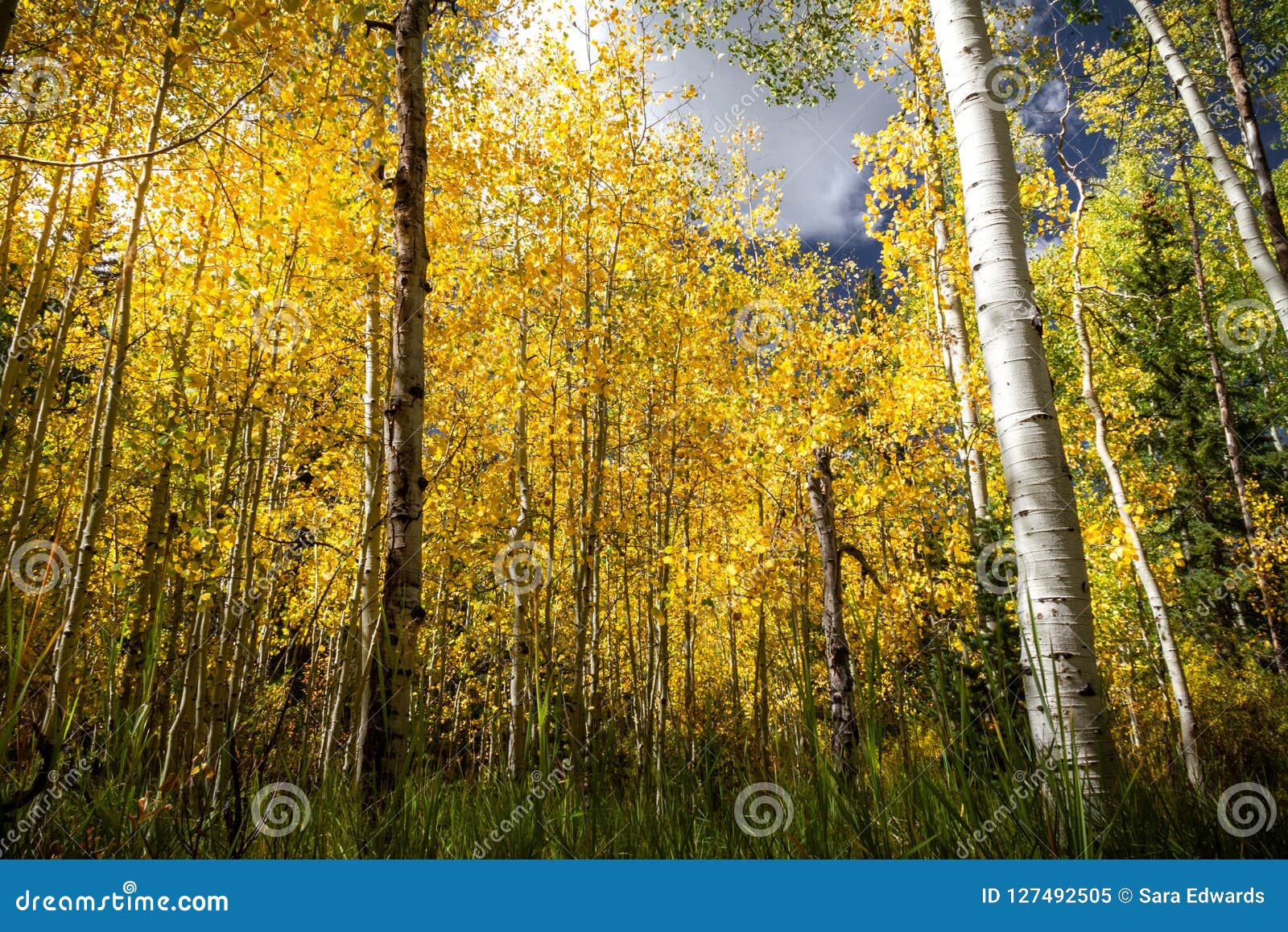 Gorgeous Bright Autumn Forest Scene with Pine Trees, Aspens, and Birch ...