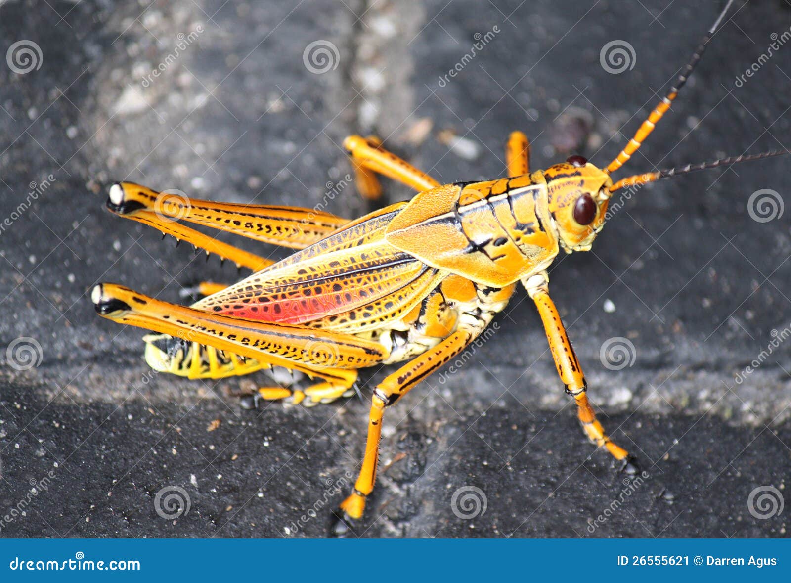 Gorgeous Bright Orange Cricket Insect Stock Image - Image of legs, leap ...