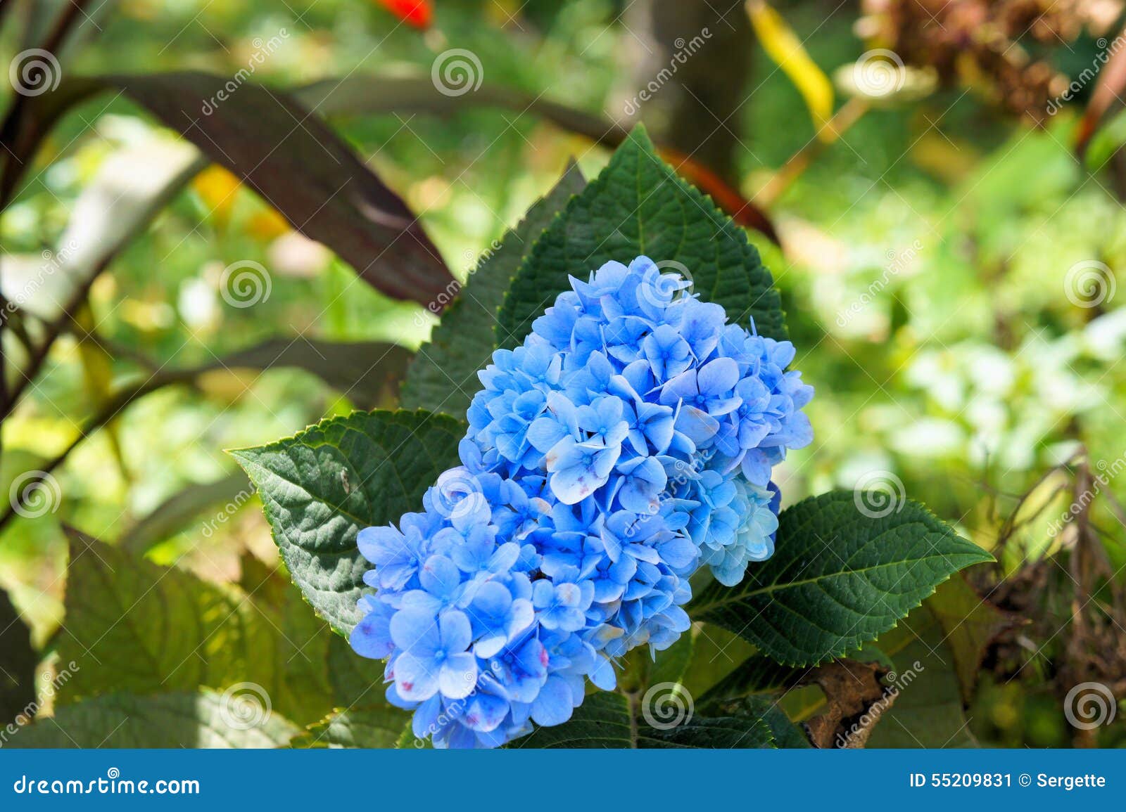 Gorgeous, Bright Tropical Flowers. Stock Image - Image of flower ...