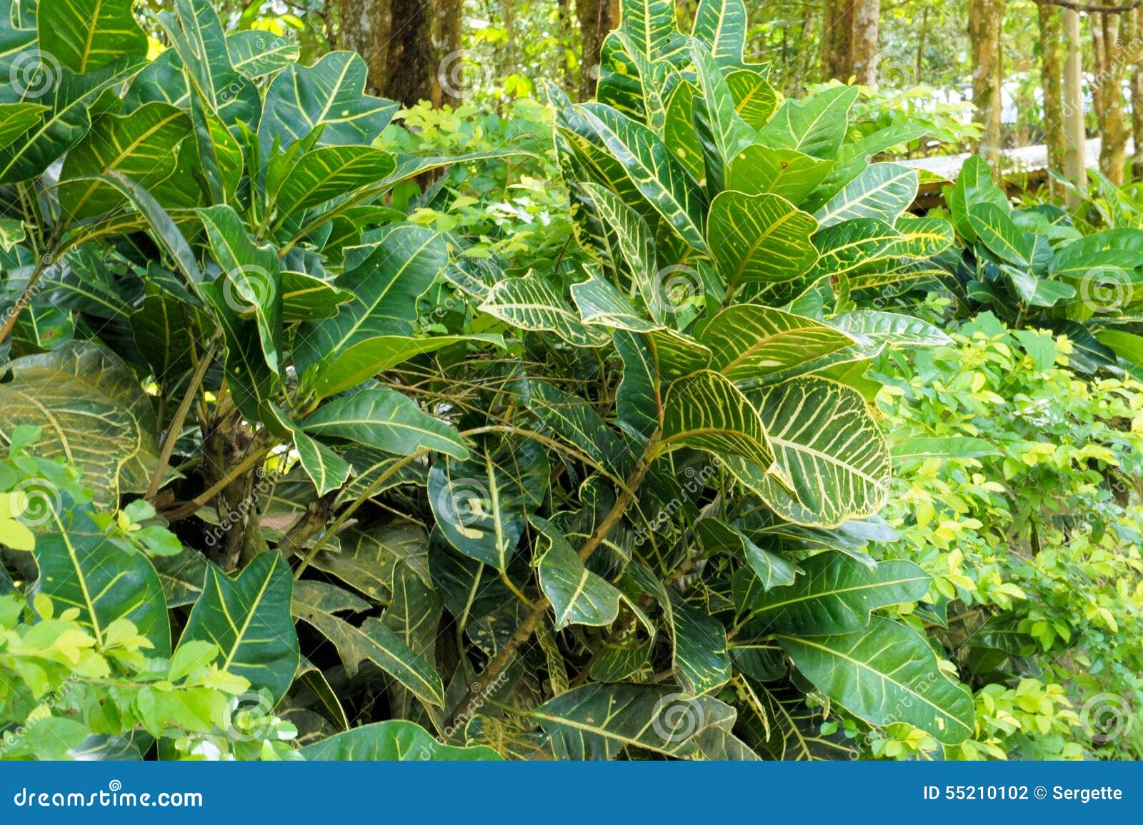 Gorgeous, Bright Tropical Flowers. Stock Photo - Image of climate ...