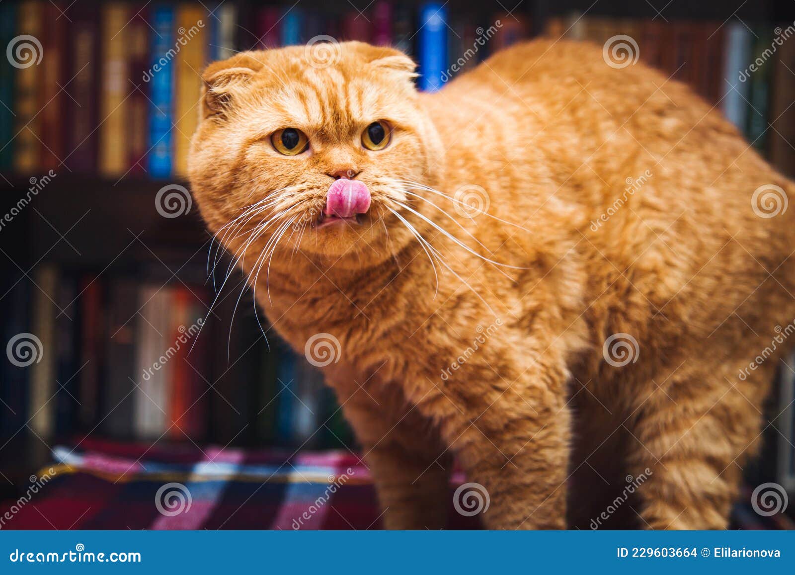 Gorgeous British Shorthair Ginger Cat Stock Photo - Image of charming ...