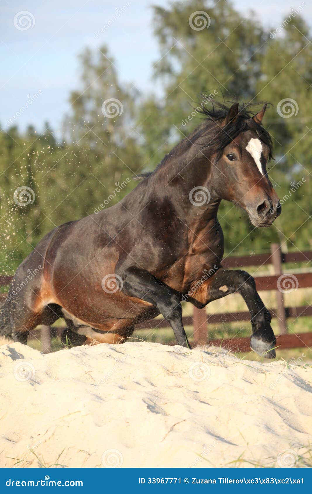 Gorgeous Brown Welsh Cob Jumping Stock Image - Image of sand, outside ...