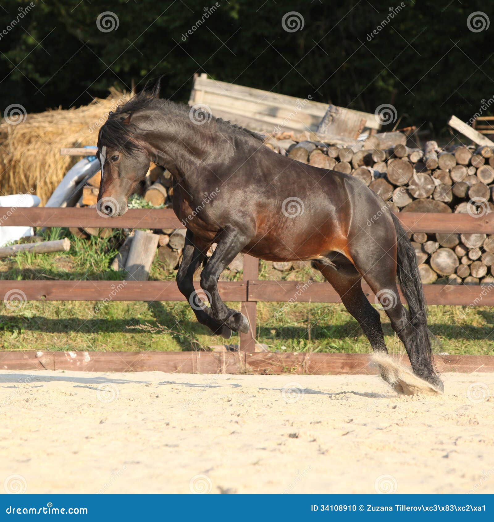 Gorgeous Brown Welsh Cob Jumping Stock Photo - Image of equine, mammal ...