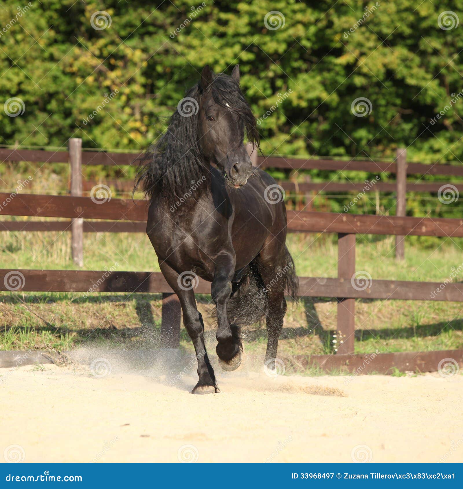 Gorgeous Brown Welsh Cob Running Stock Image - Image of action, brown ...