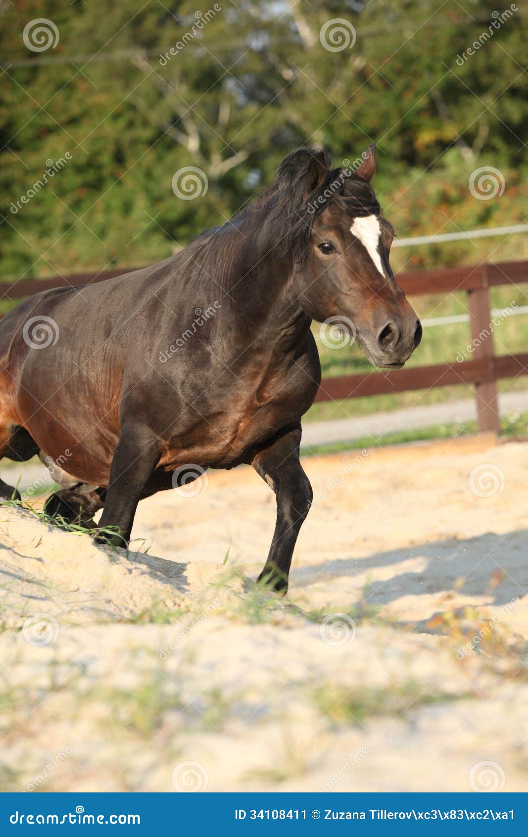 Gorgeous Brown Welsh Cob Running Stock Image - Image of fast ...