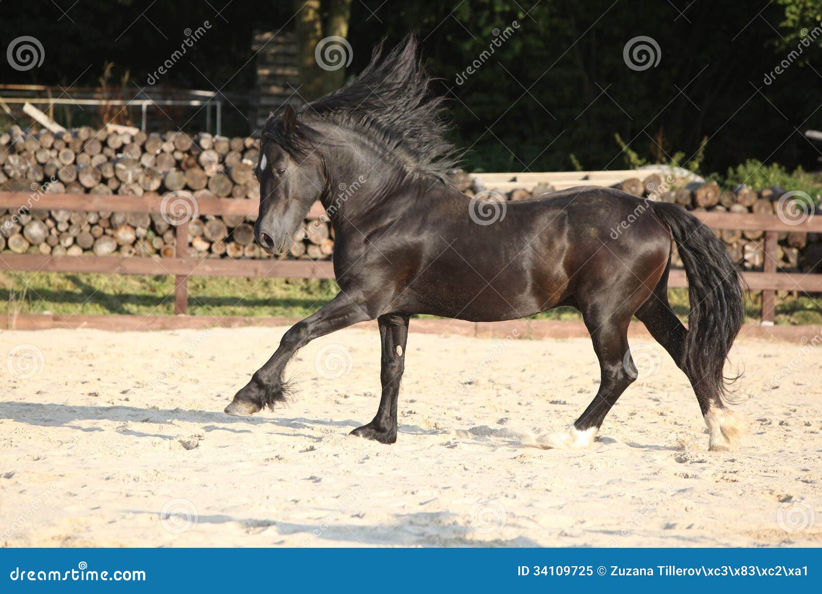 Gorgeous Brown Welsh Cob Running Stock Image - Image of pony, stallion ...