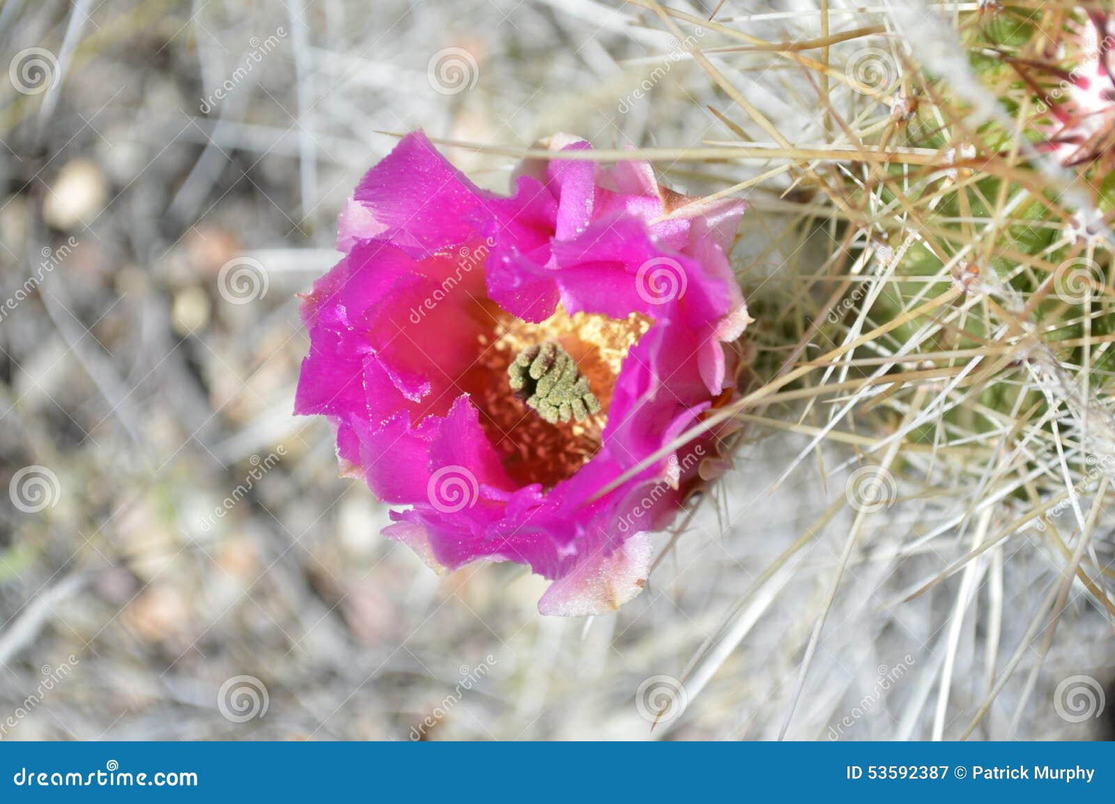 Gorgeous Cactus Flower from Texas Stock Image - Image of cactus, bloom ...