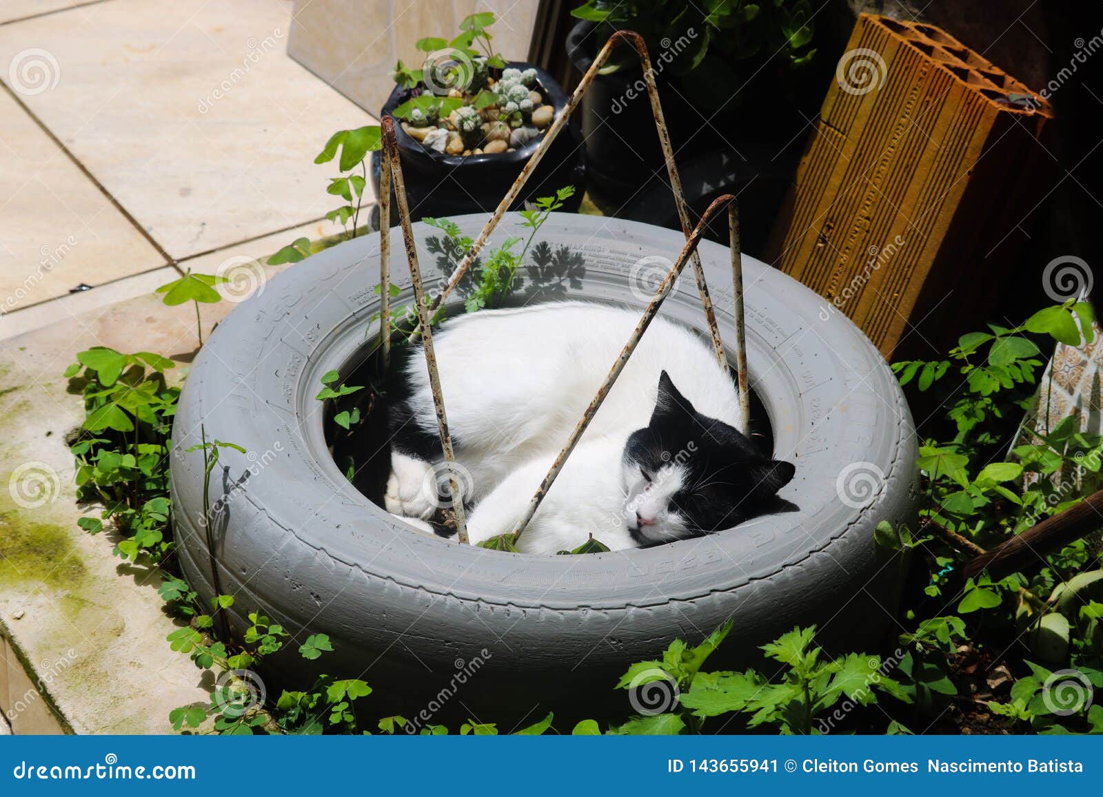 Gorgeous Cat in Tire Sleeping Stock Image - Image of kisses, back ...