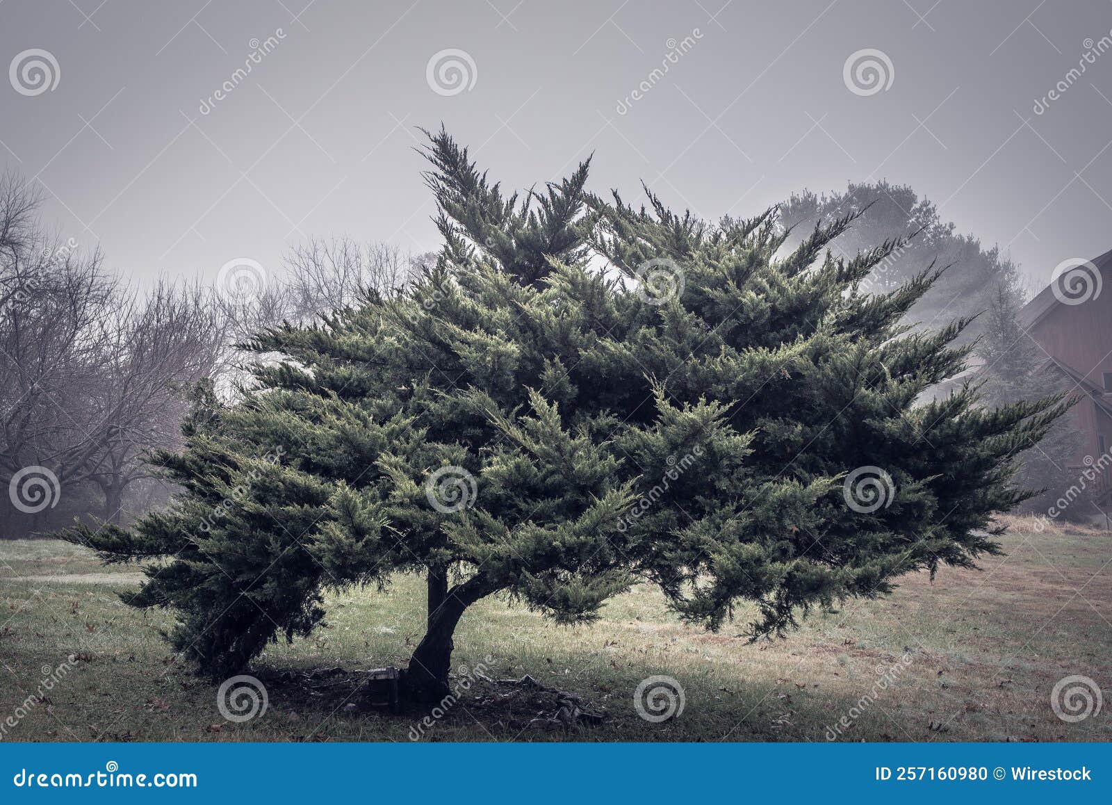 Gorgeous Chinese Juniper Tree in a Field Stock Photo - Image of garden ...