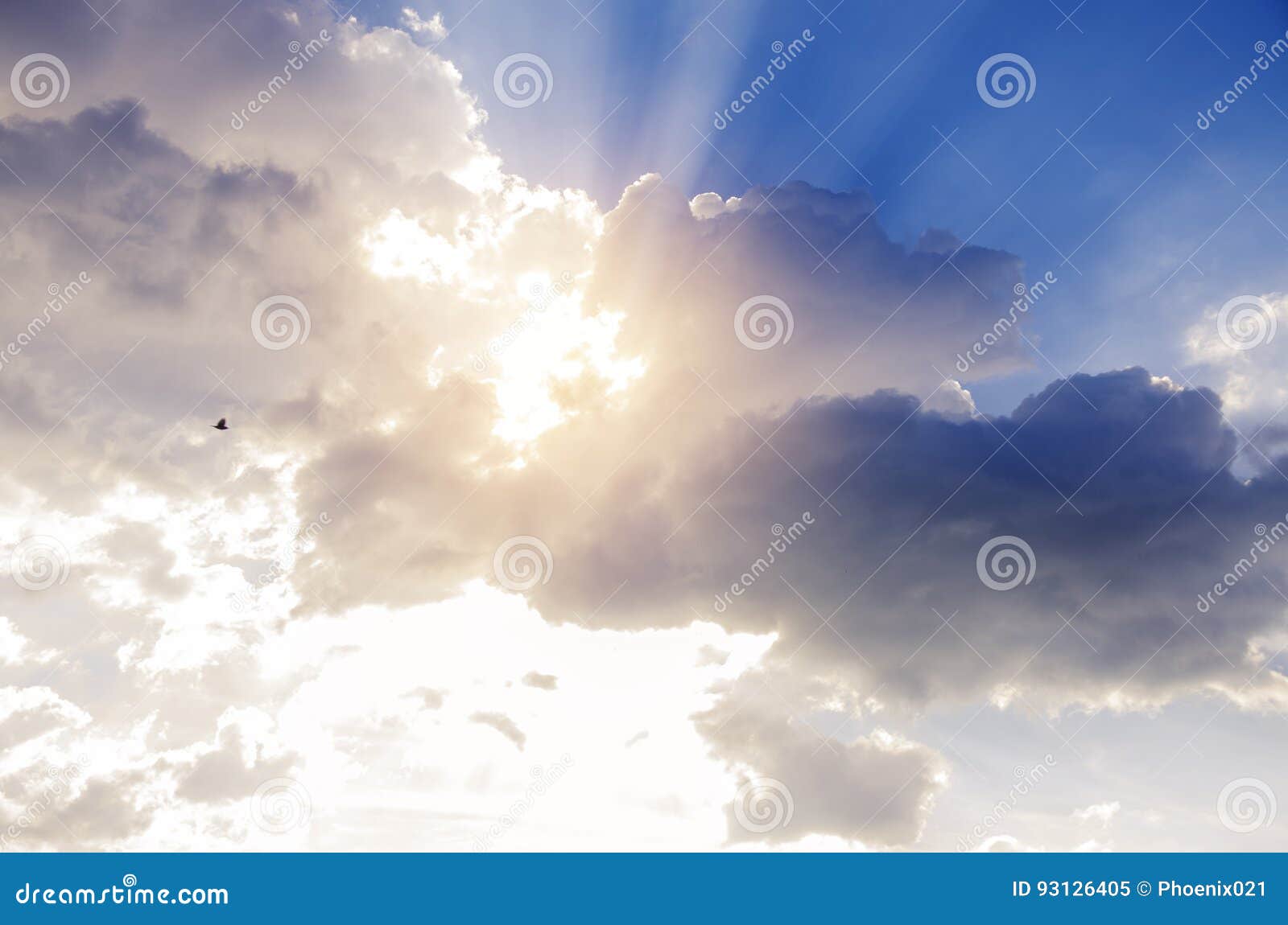 Sun Rays Coming Through The Trees And Back View Of Women Walk In The ...