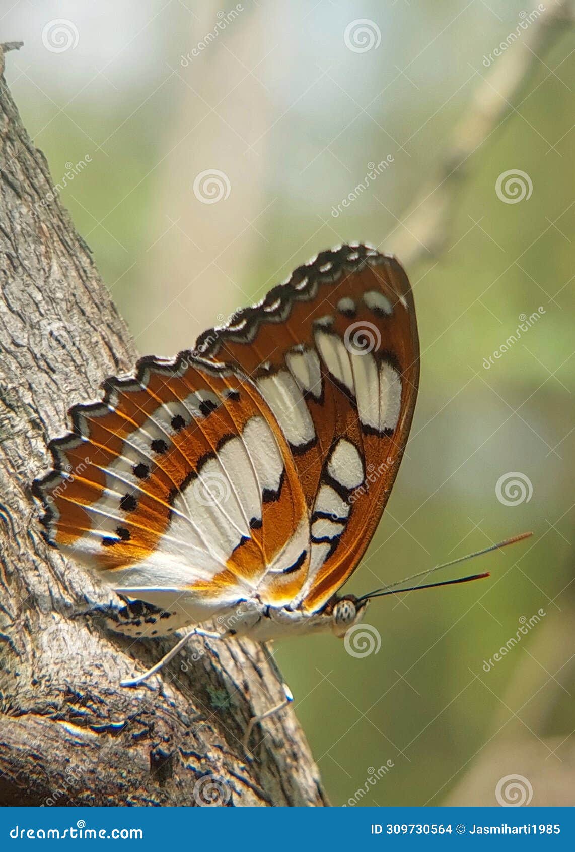 A Gorgeous and Colorful Common Sergeant Butterfly & X28;Athyma Perius ...