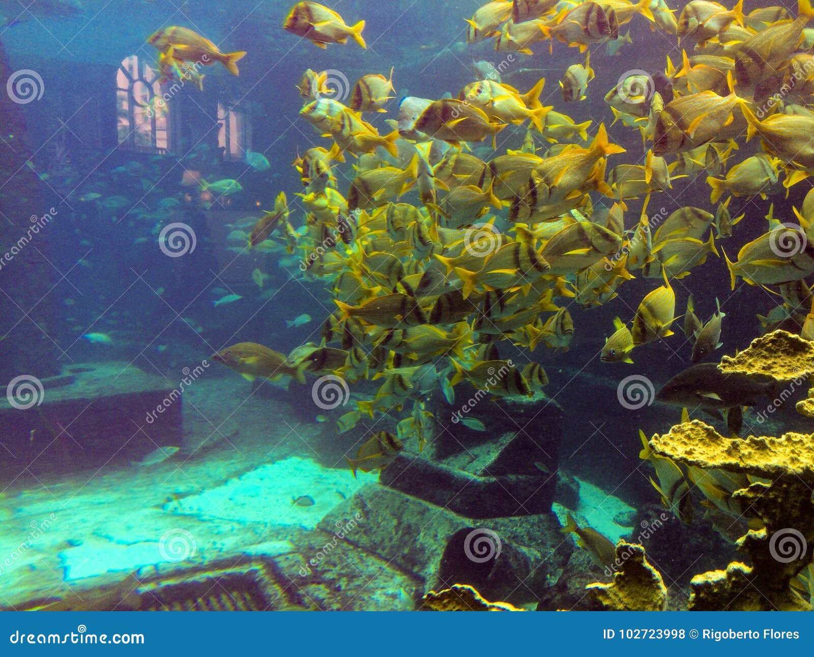 School of fish stock photo. Image of ocean, gorgeous - 102723998