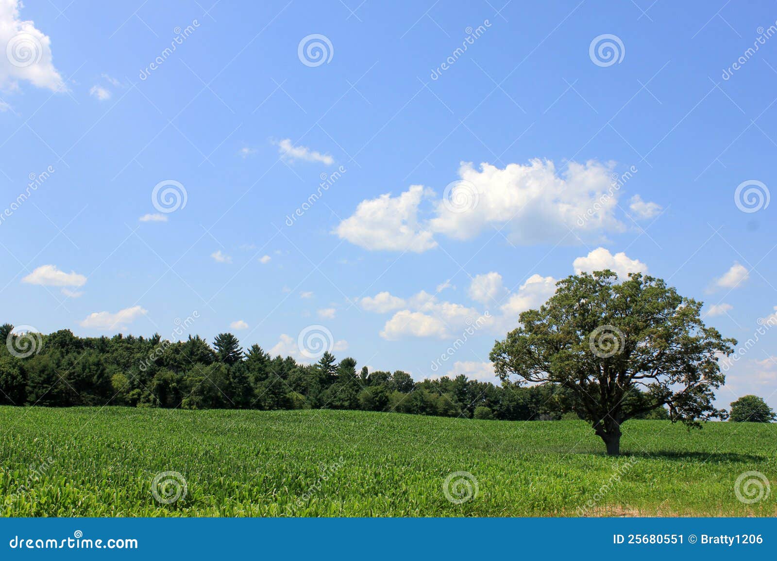 Gorgeous Cornfield with Skies and Trees Stock Image - Image of corn ...