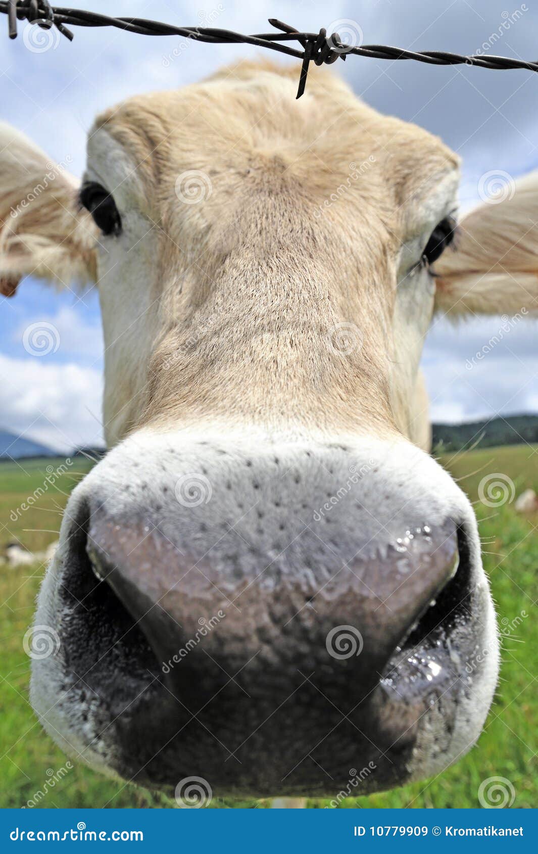 Gorgeous cow stock image. Image of calf, ears, snout - 10779909