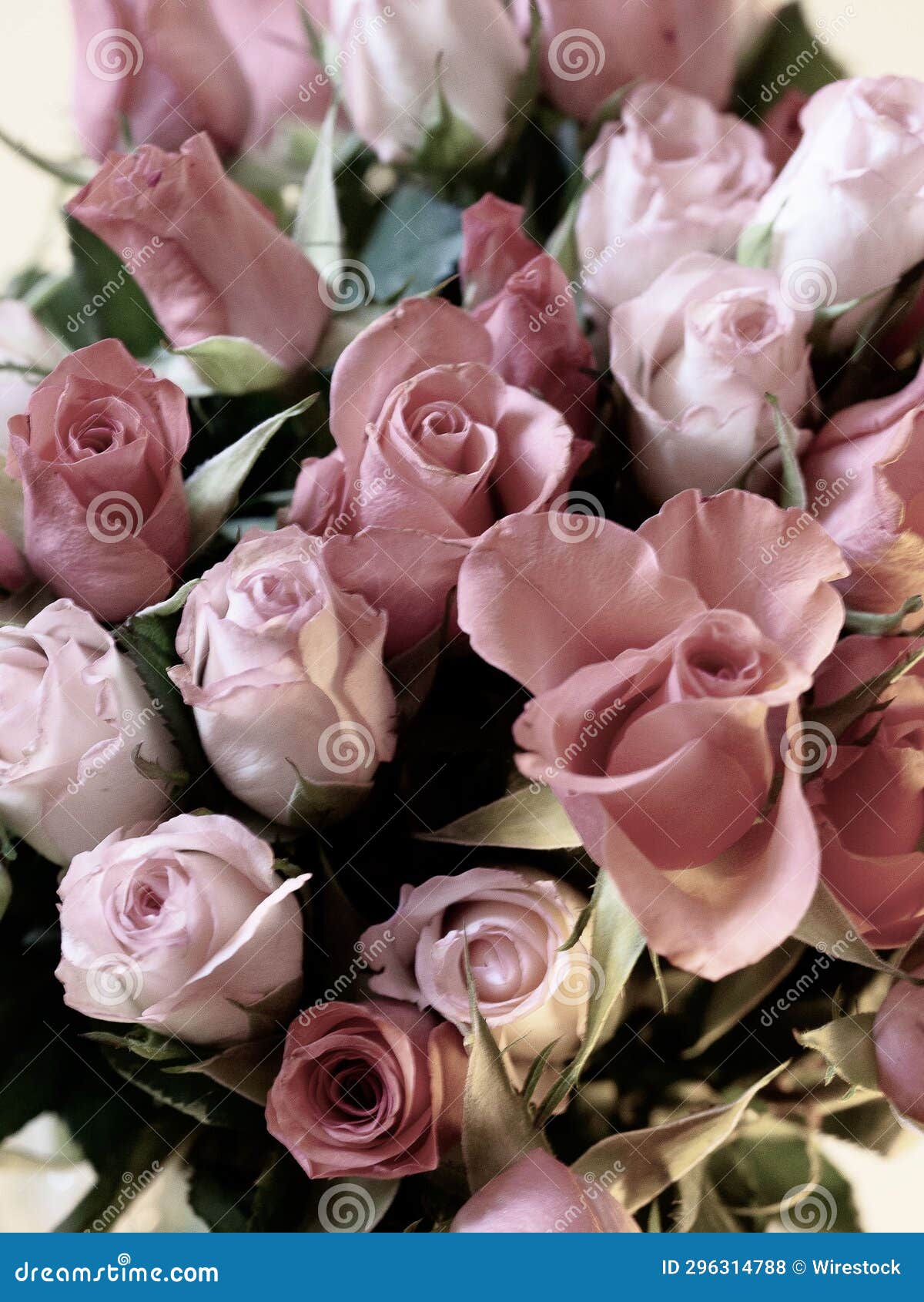 Gorgeous Display of White and Pink Roses Stock Photo - Image of elegant ...