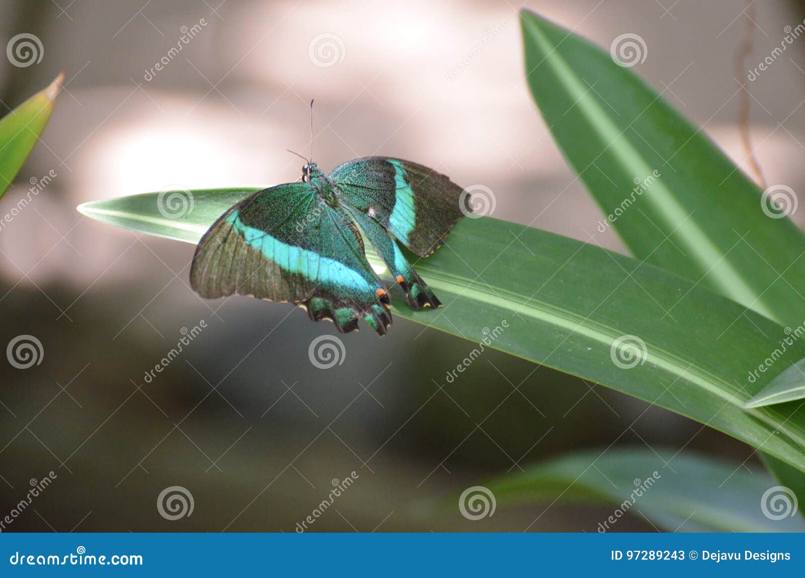 Gorgeous Emerald Swallowtail Butterfly Sparkling in the Sun Stock Image ...