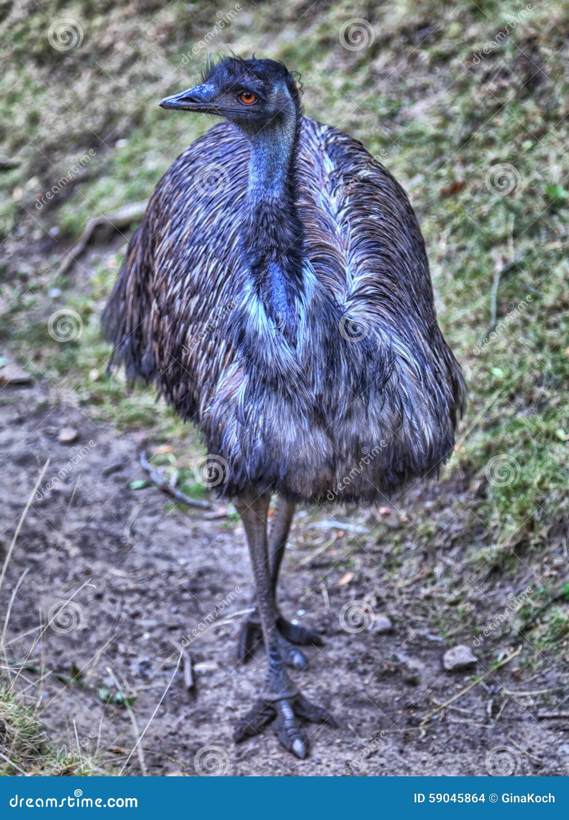 A Gorgeous Emu with Black and Blue Shining Feathers Stock Photo - Image ...