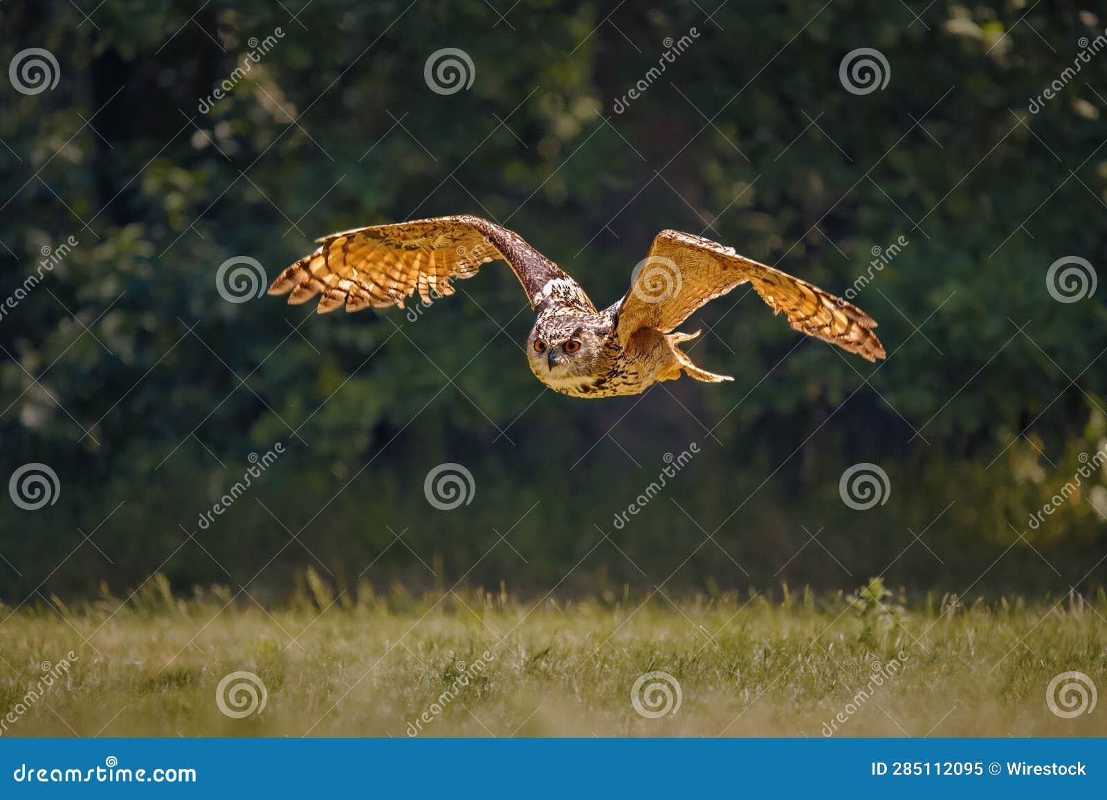 Gorgeous Eurasian Eagle-owl Floating Above the Grassy Ground Stock ...