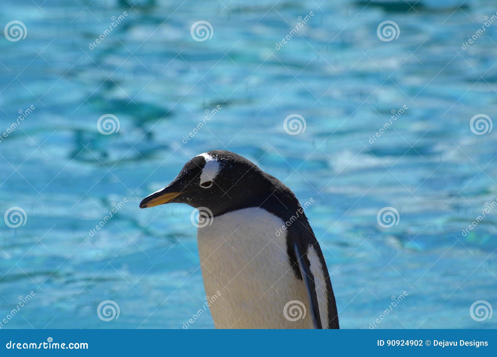 Gorgeous Face of a Gentoo Penguin Up Close Stock Photo - Image of bird ...