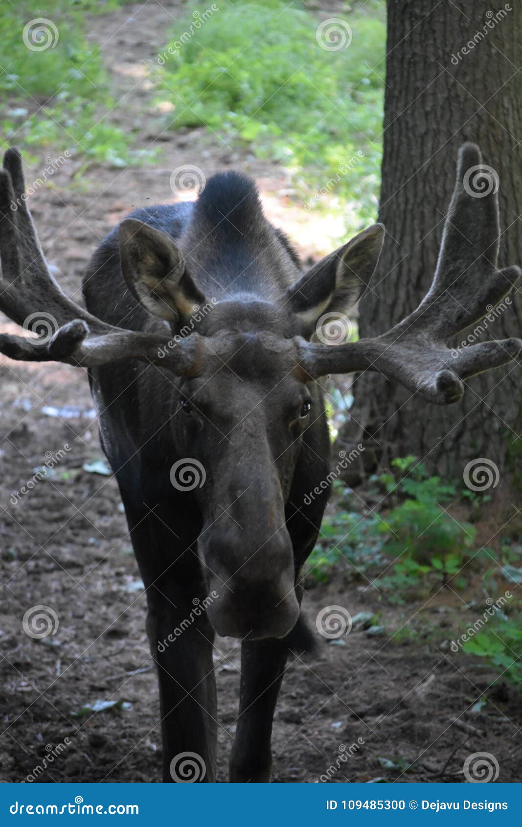 Gorgeous Face of a Moose Up Close Stock Photo - Image of wild, nature ...