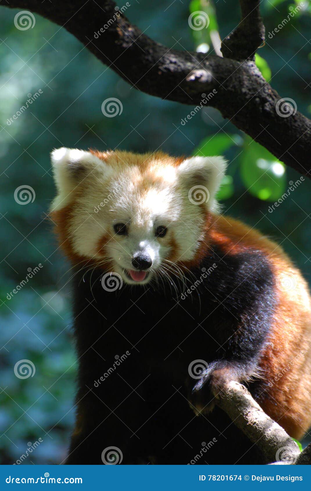 Gorgeous Face of a Red Cat-Bear Stock Photo - Image of panda, chinese ...