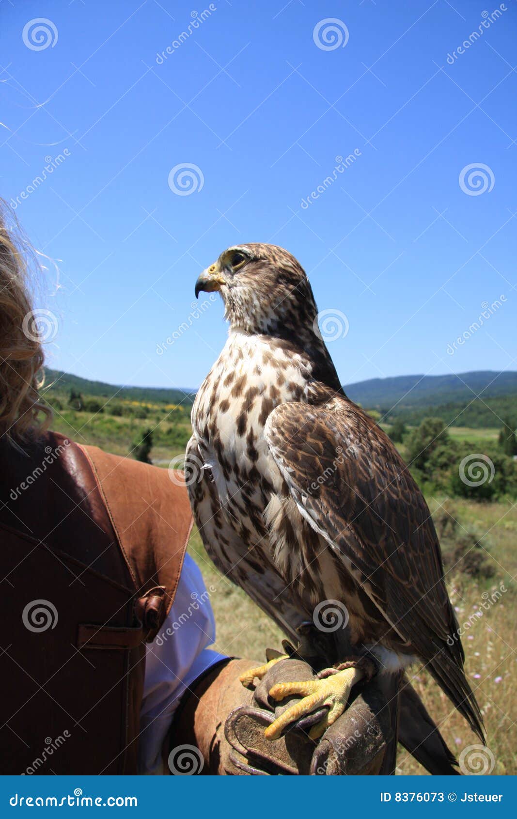 Gorgeous Falcon stock image. Image of success, master - 8376073