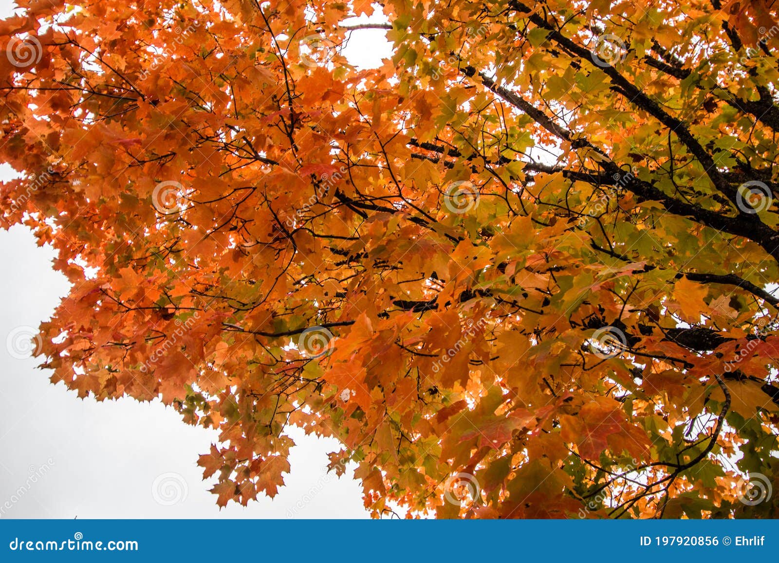 Fall Foliage on a Sugar Maple Tree Stock Photo - Image of outdoor ...